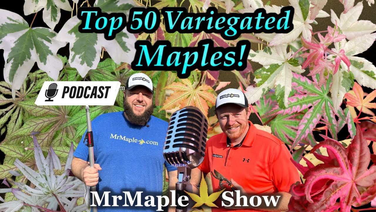 Top 50 Variegated Maples to Improve Your Garden Design | Variegated Plants Part 1 | Podcast #31 ...