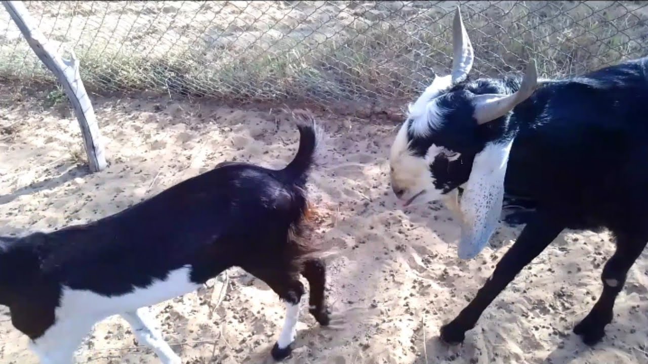 Bakri Sound Video | Bakra Goat Farm | बकरी की आवाज || - YouTube