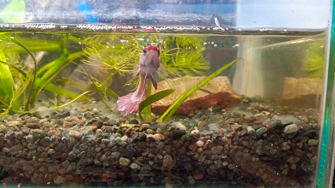 Redmi 10x 5g Video test, 1080p 60fps Raw unedited.