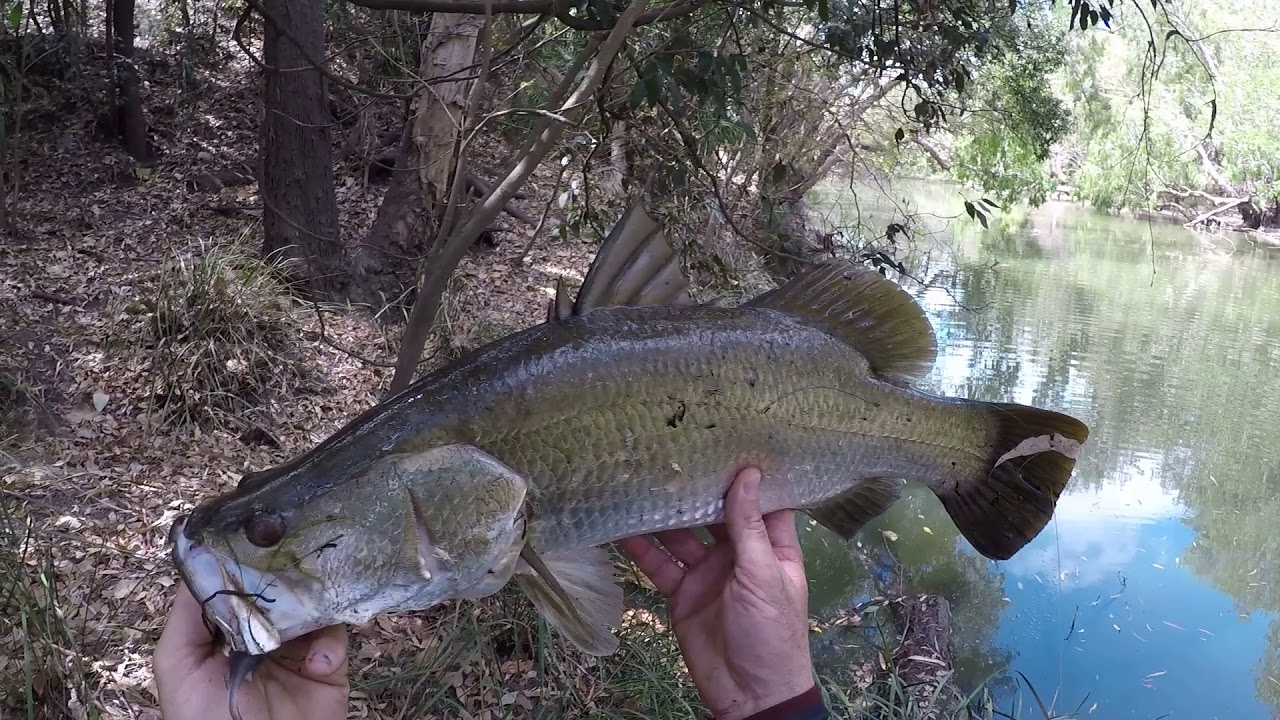 4 Inch Berkley Nemisis Curl Tail On Freshwater Barra - YouTube