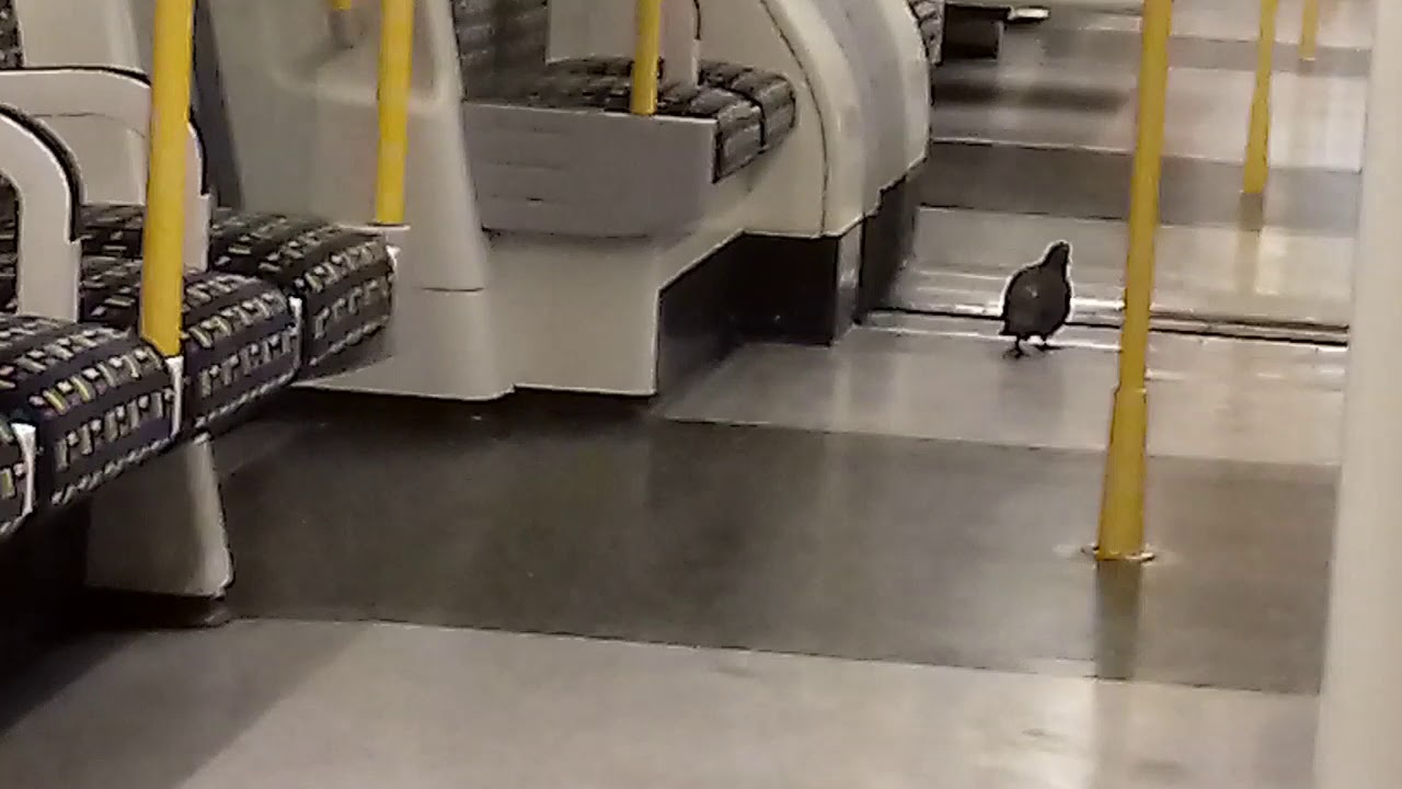Pigeon on London underground train - YouTube