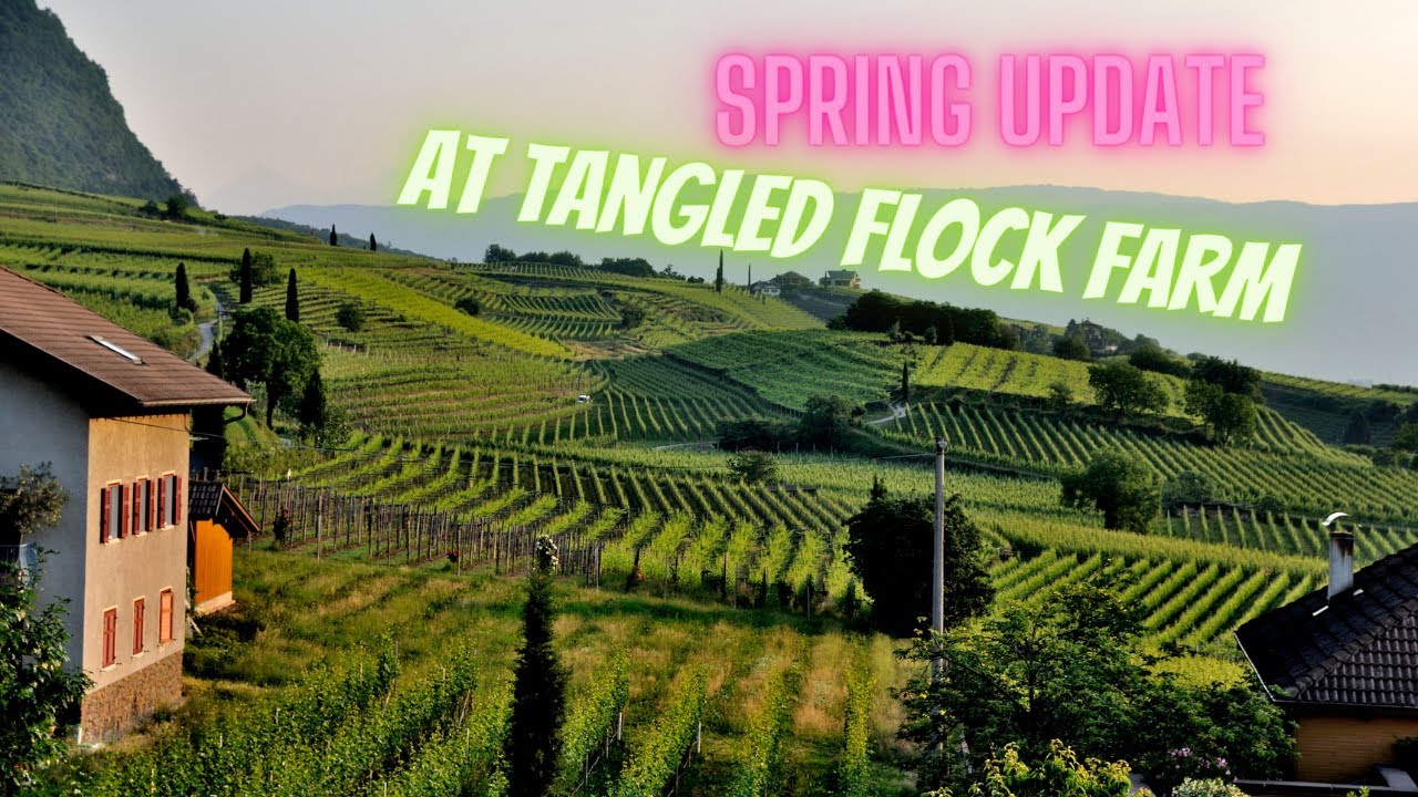 Tangled Flock Farm - Spring 2023 Update - YouTube