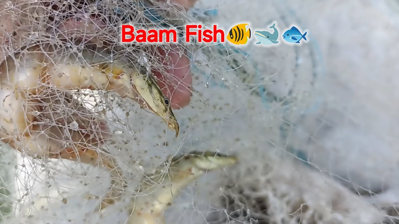 Baam Fish🐠 Catch | Best Fish Baam vs Shingada Fish Catching | Amazing ...