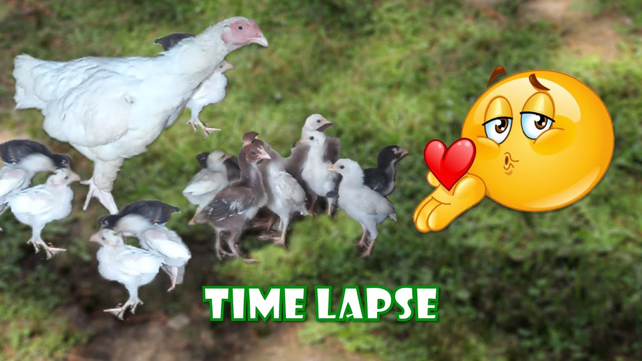 Watch Beautiful Baby Chickens Being Fed in Time-lapse! | @QualityAseel ...