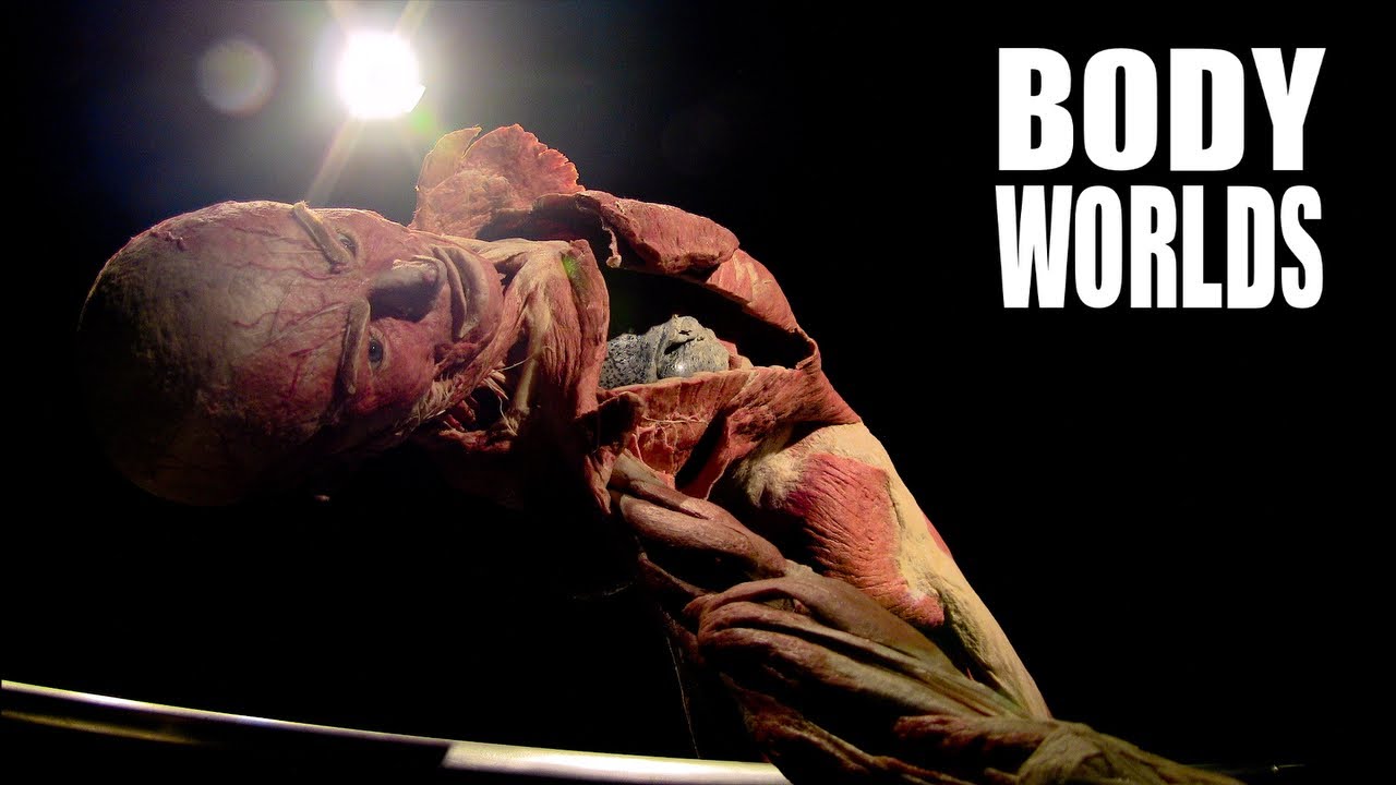 What's Inside? The Seoul Body Worlds Exhibit! - YouTube