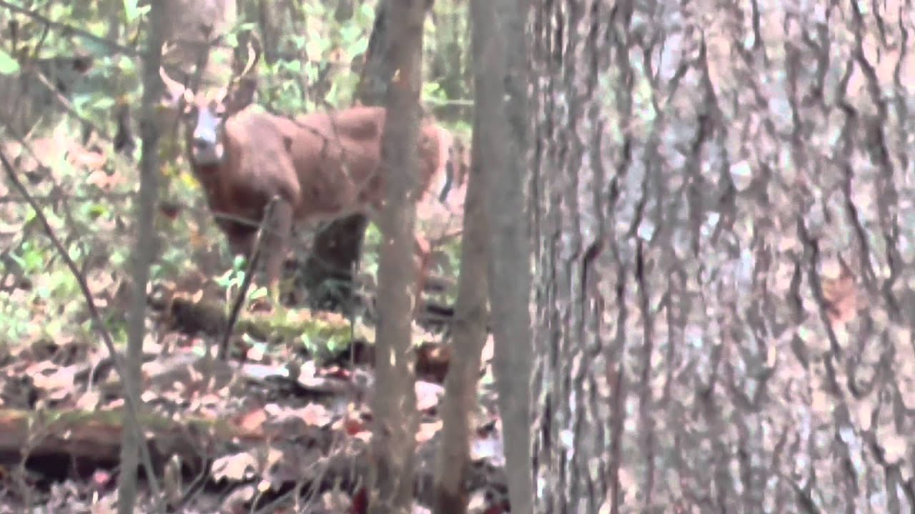 Swamp Buck take3 - YouTube