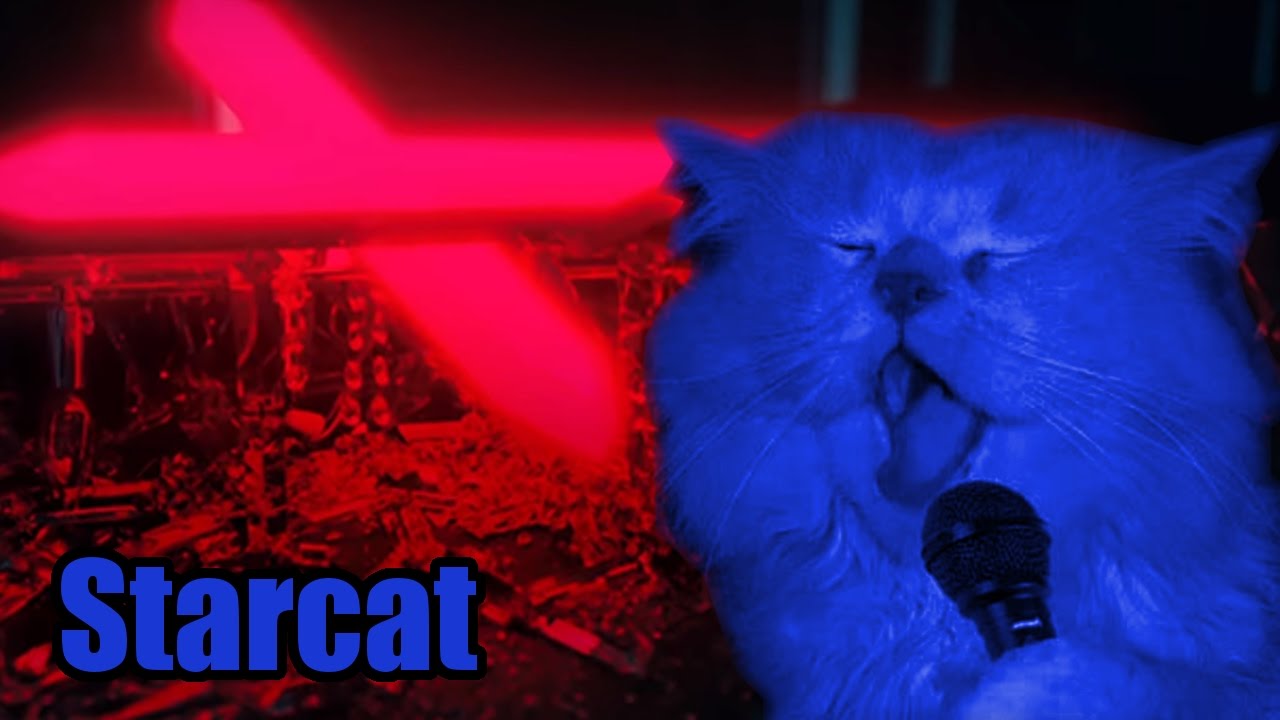 Starcat (Starboy Cover by Squeal Cat) - YouTube