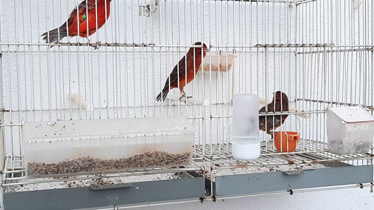 Canarios bronces - YouTube