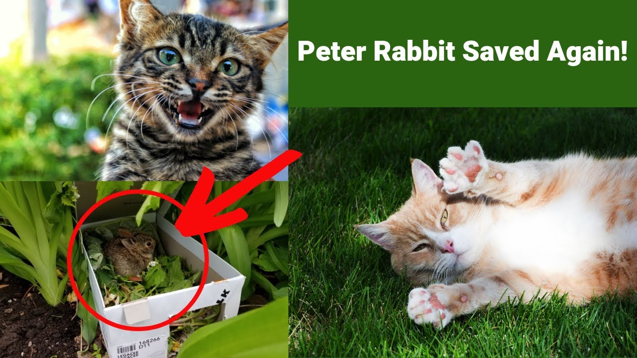 Peter Rabbit gets Cornered by 2 Cats! We're here for the rescue a ...