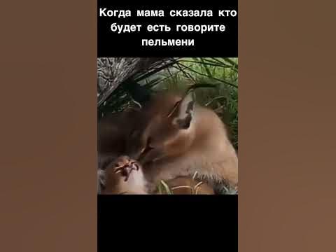 Шлёпа и маленький шлёпа #шлепа - YouTube