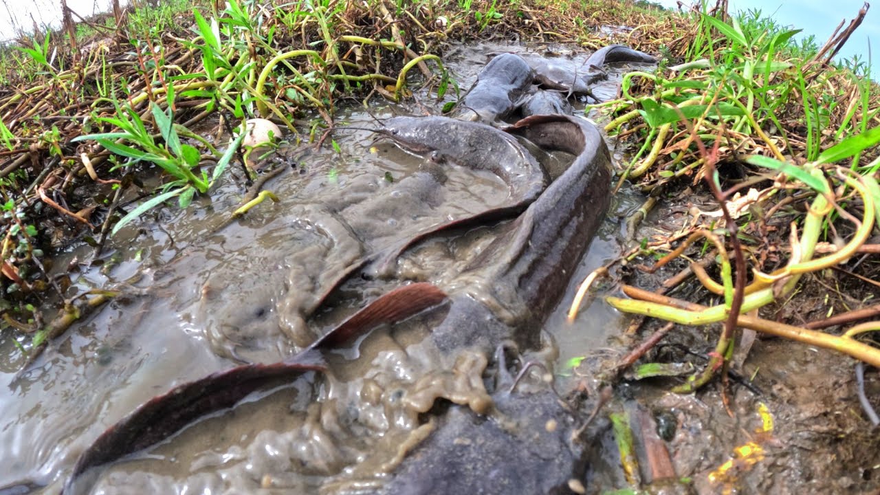 wow Top video, fishing catch a lot of fish in water in rice field and ...