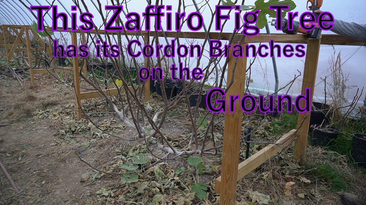 This Zaffiro Fig Tree has its Cordon Branches on the Ground - YouTube