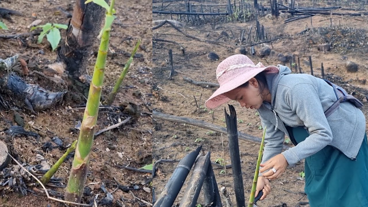 rov mus pem dab laug thiab nyab nkawv teb kho siab kawg li - YouTube