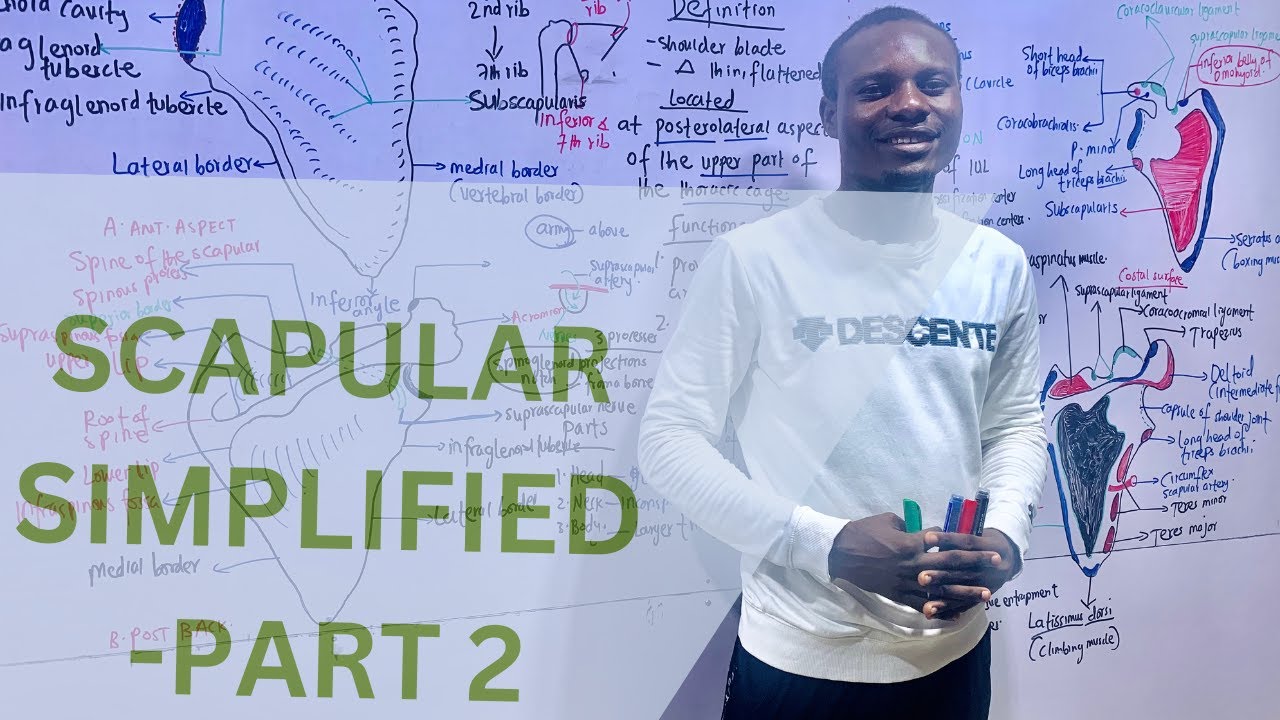 SCAPULA ANATOMY SIMPLIFIED PART 2: FEATURES, MUSCLE ATTACHMENTS ...