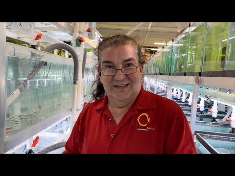 Reproducción_de_peces_Discus(_visita_a_Jack Wattley_Discus)fish_Discus ...