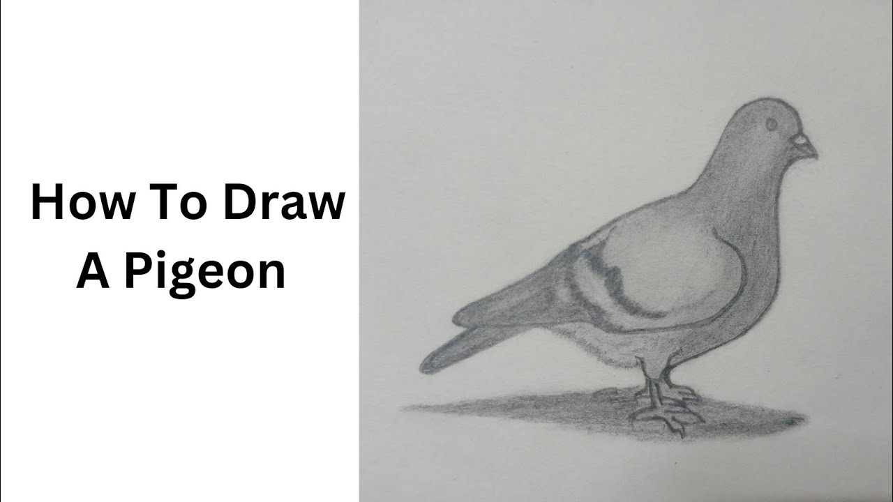 How to draw a Pigeon 🕊️ || ️ Pencil drawing || Step by step 👍 - YouTube