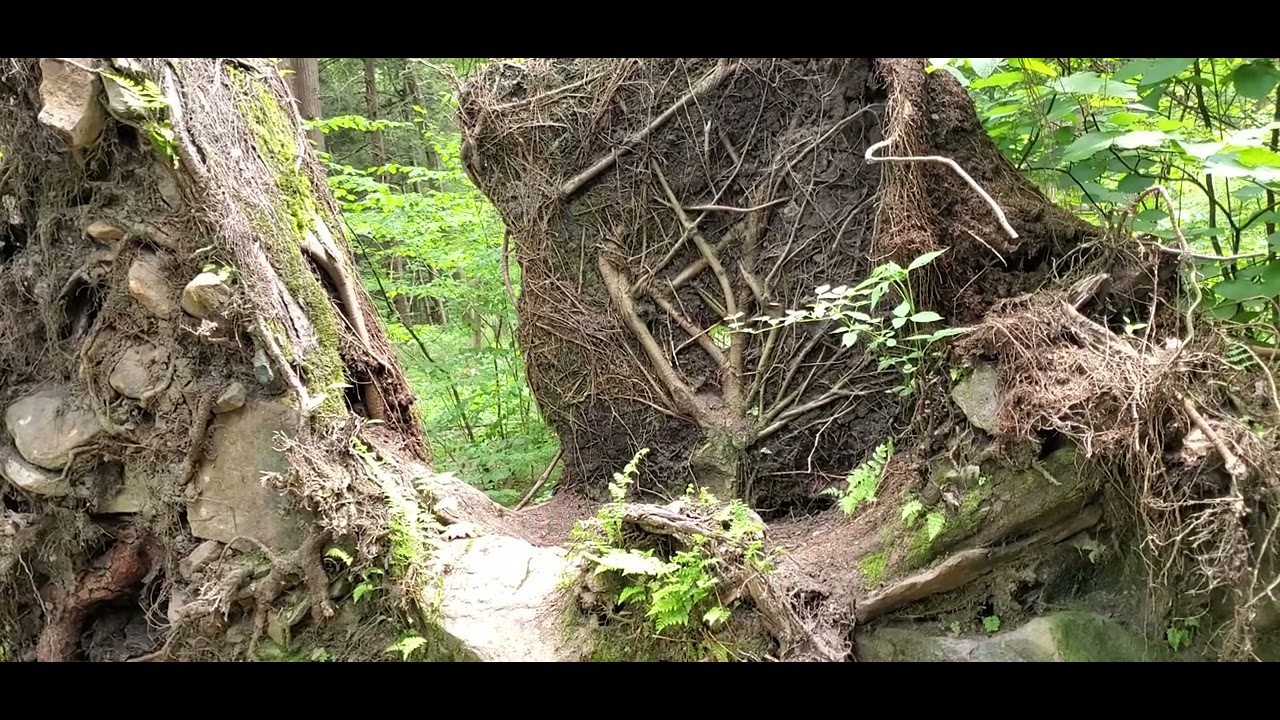 Hemlock Tree Roots - YouTube