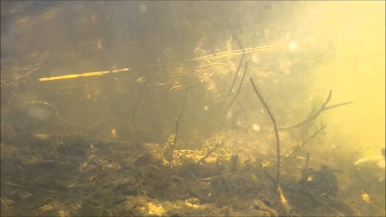 Large Snapping Turtle Under Water Footage - HD - YouTube