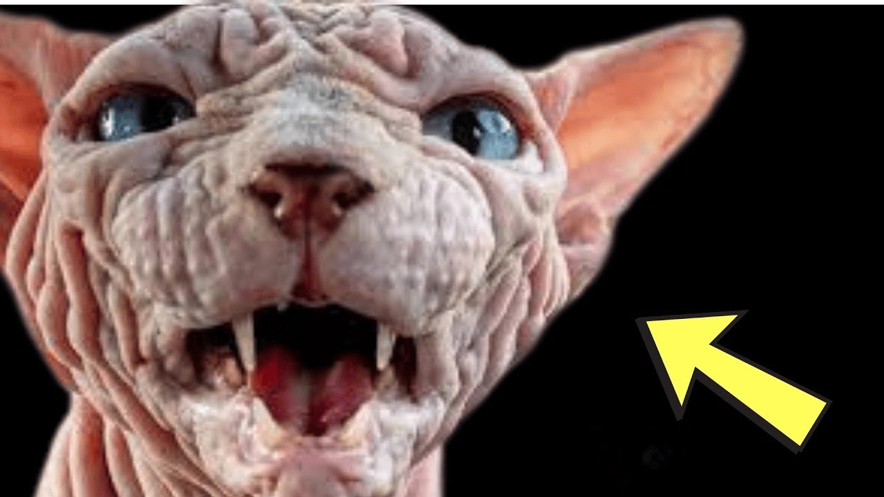 Man Adopts the Most Rejected Cat. Weeks Later, He Got The Shock Of His ...