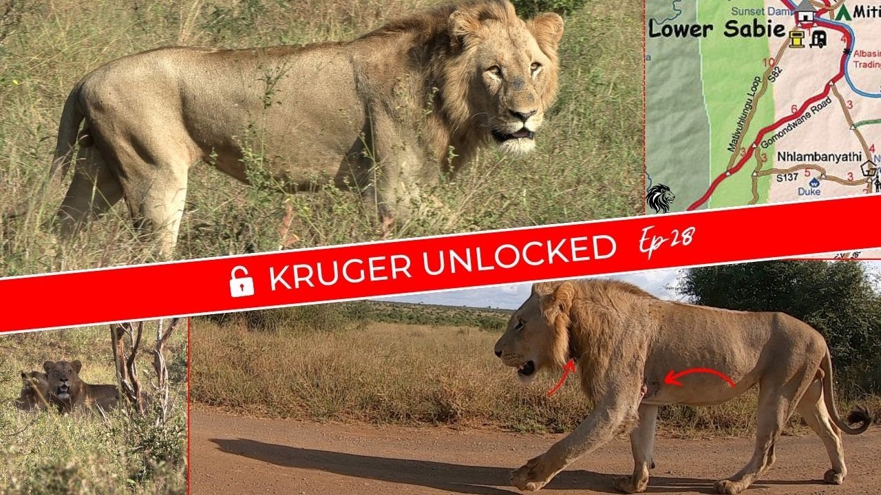 ZAZA'S Triumph: Young Male Lion's INSPIRING Journey from Poaching Snare ...