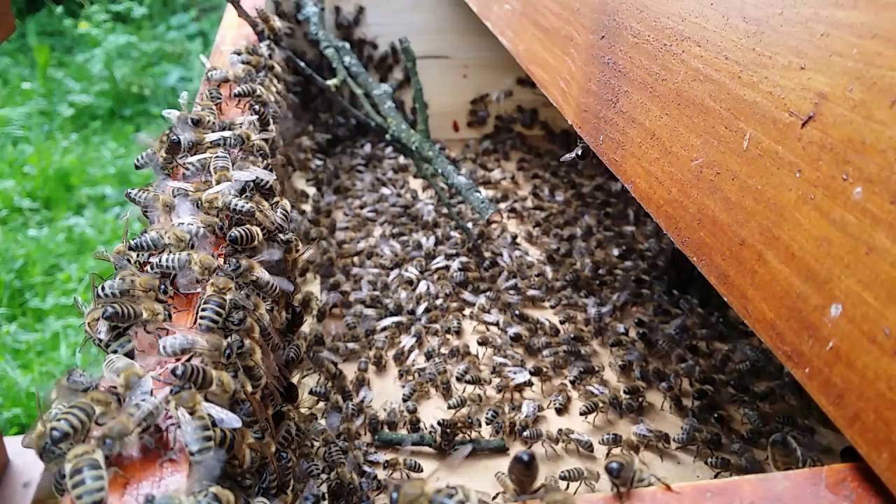 Bees swarming: fanning after being collected in a hive - YouTube