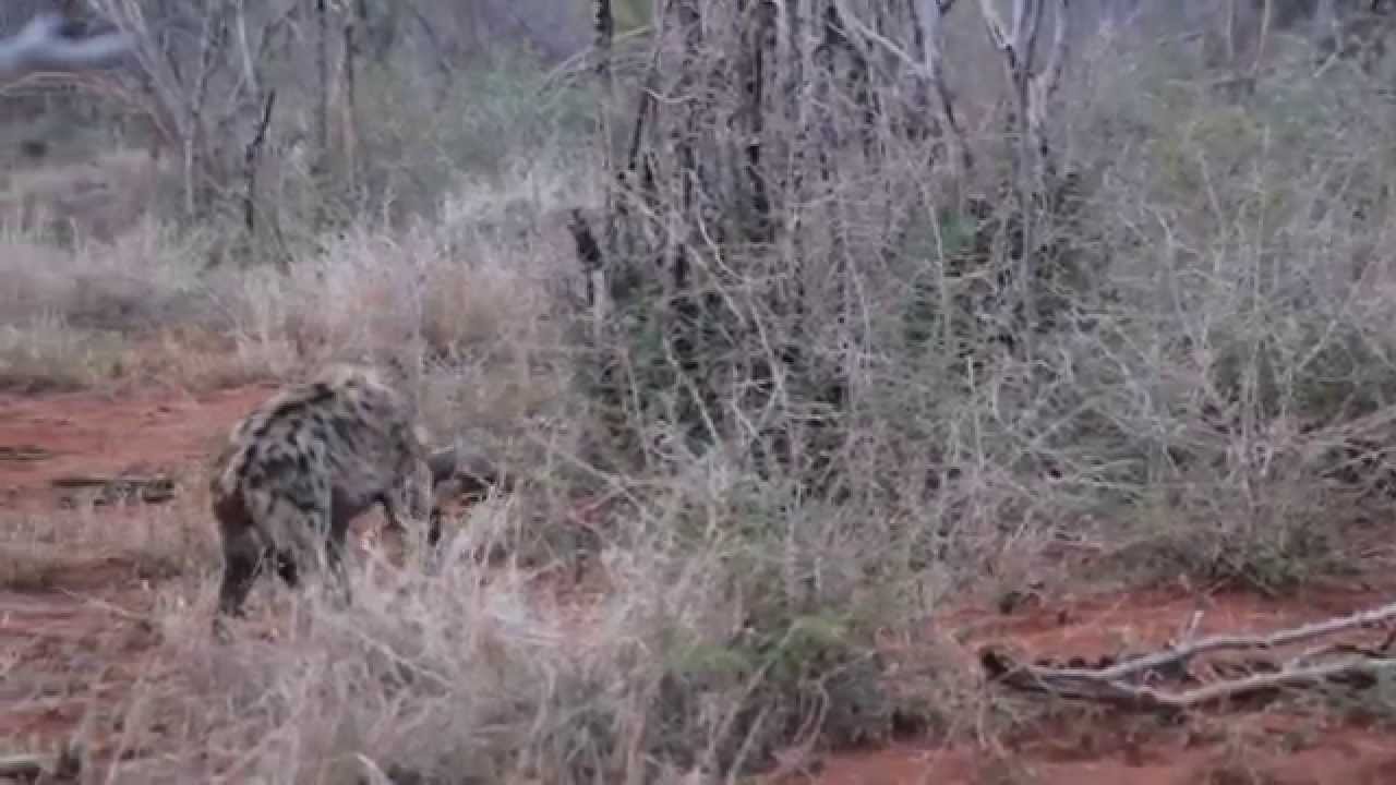 Lion attacks a Hyena - Part 3 of 3 - YouTube