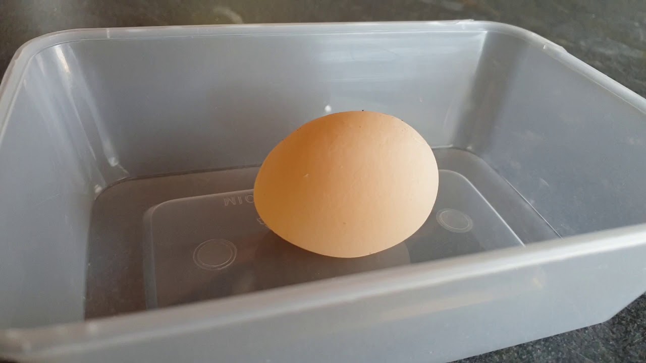 A Soft Shell Egg - YouTube
