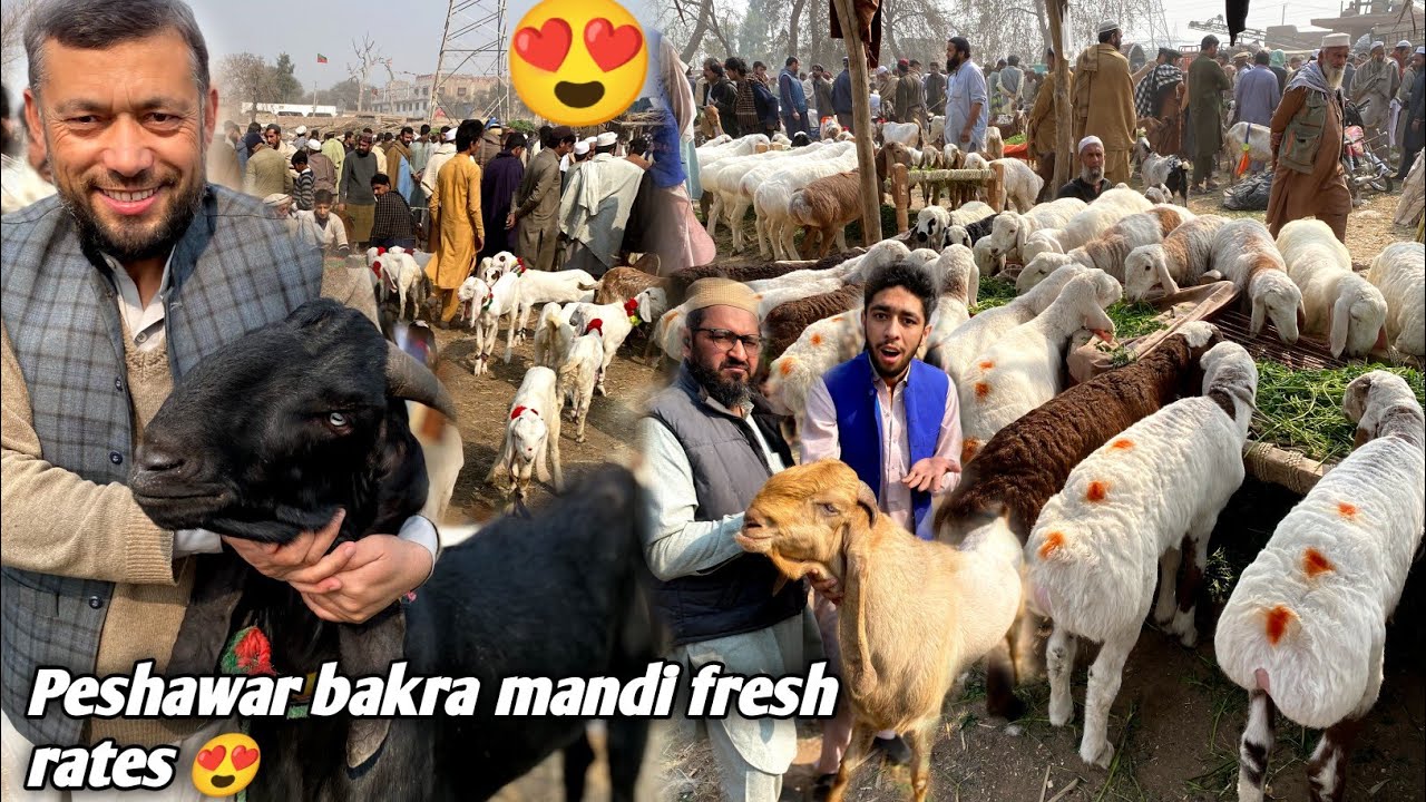 Peshawar Bakra mandi kai fresh rates 😍|| Village goat farm 🥰 - YouTube