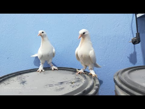 beyazlar ve maviler hazır rakipsiz korkusuz lar