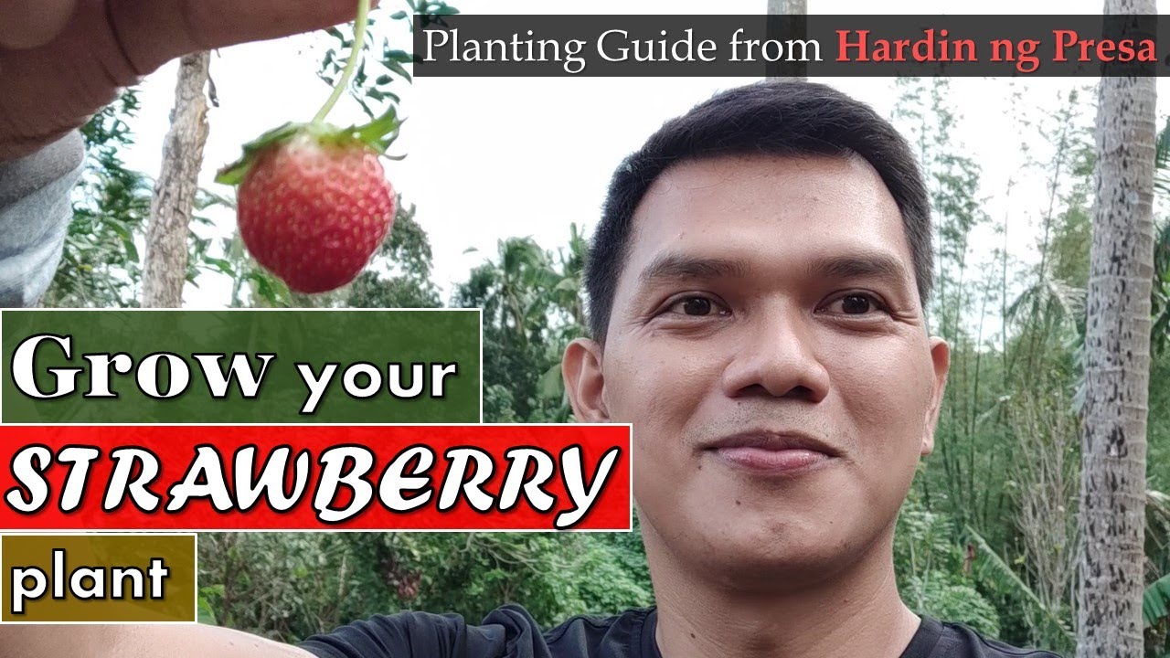 How to grow strawberry plant | Hardin ng Presa (Strawberry Garden) in ...