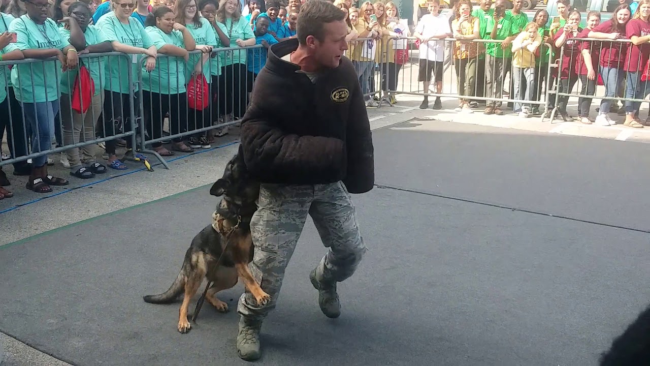 Look at this k9 - YouTube