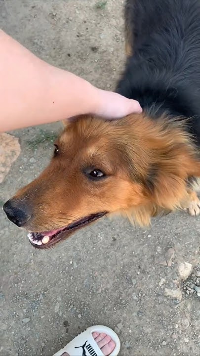 Знакомьтесь это рыжий😊 - YouTube