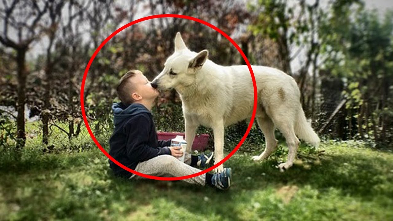 The Wolf Attacked His Son, But When He Ran To Save Him, It Was Too Late ...