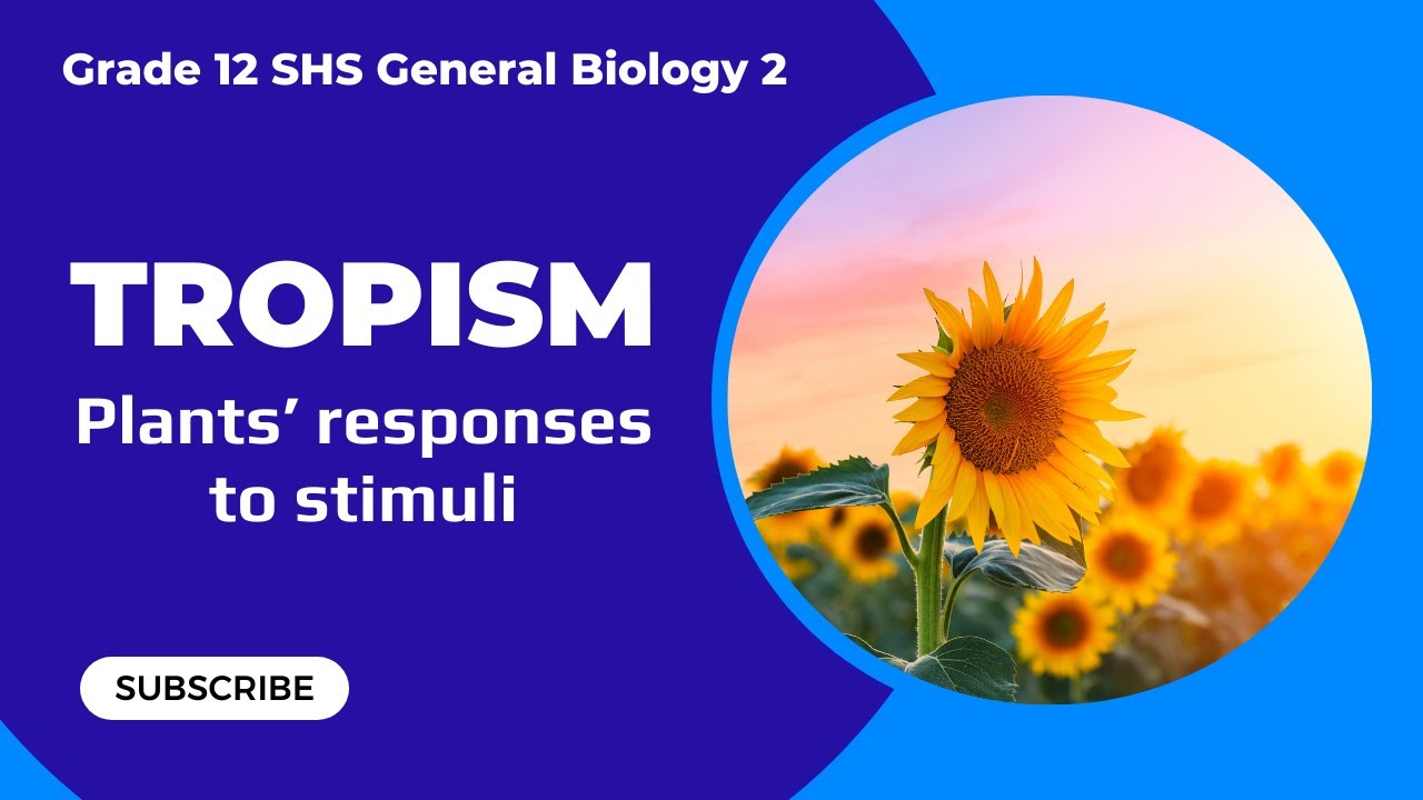 Tropism | Plants' Responses to Stimuli | Grade 12 General Biology 2 ...