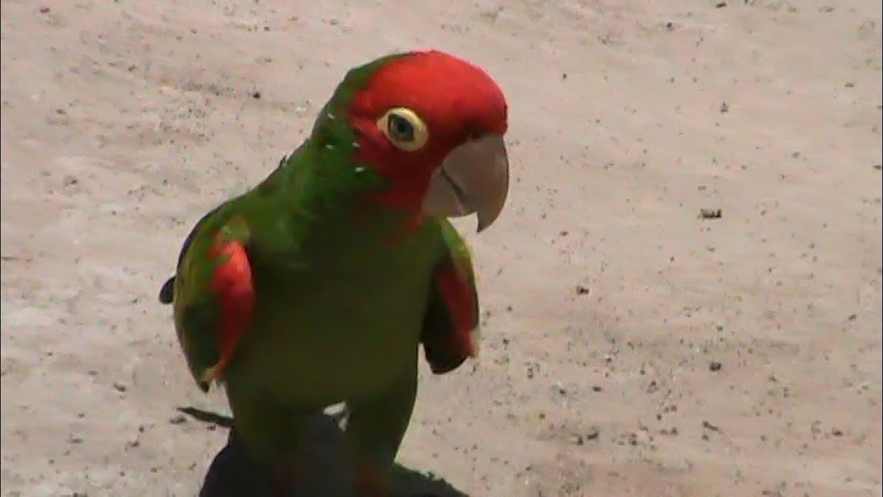 Two dogs are persecuted by Cherry Red Headed Conure part 2 - YouTube