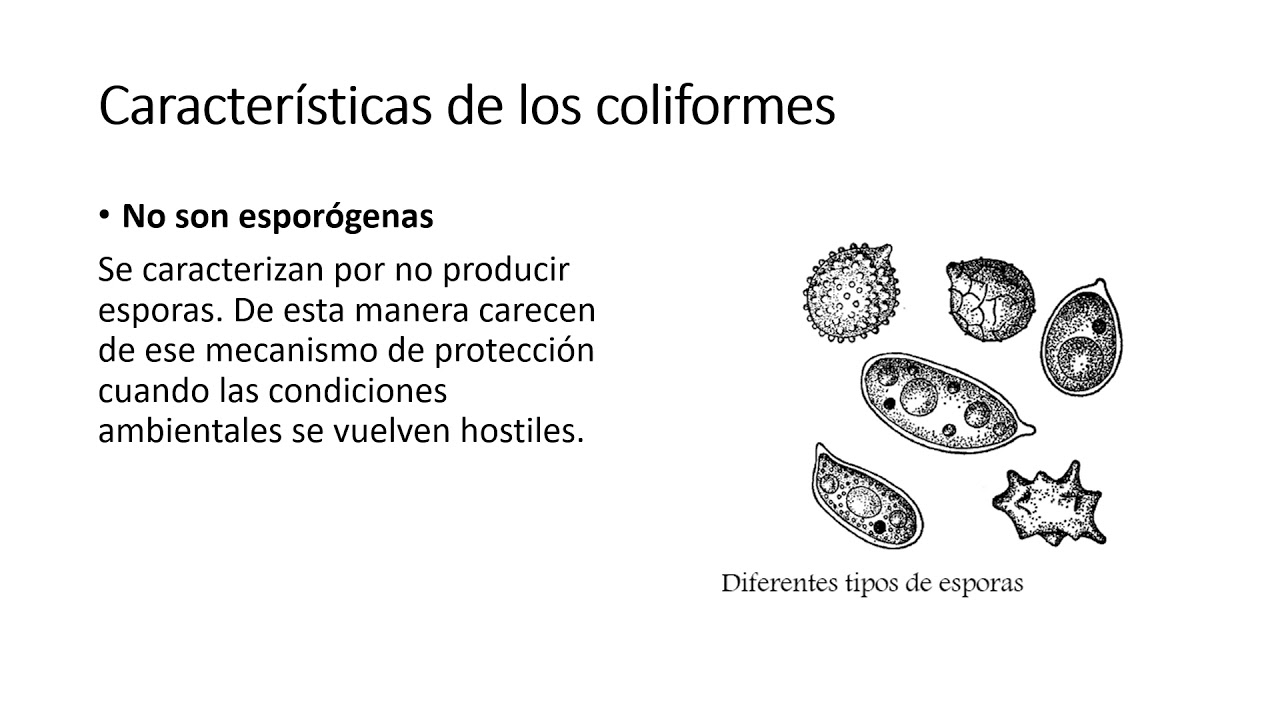 Coliformes Totales y Fecales - YouTube