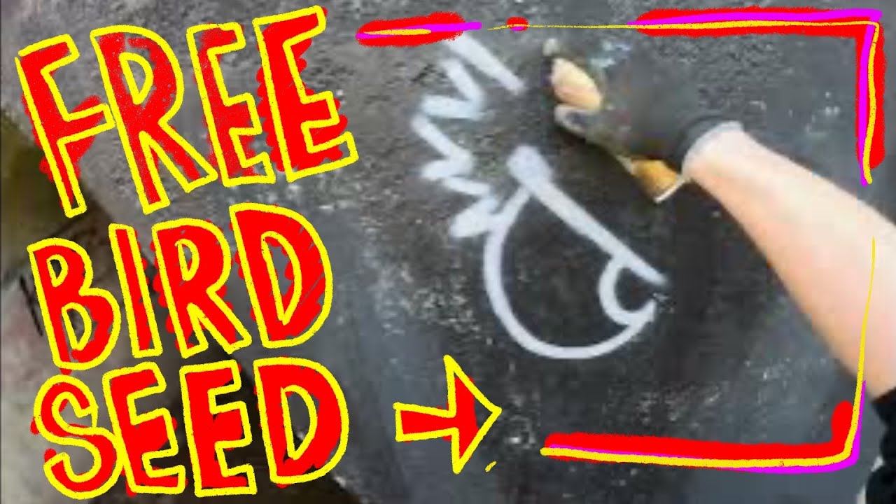 Free Bird Seed - YouTube