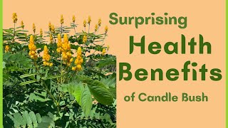 The Health Benefits of Candle Bush 2023