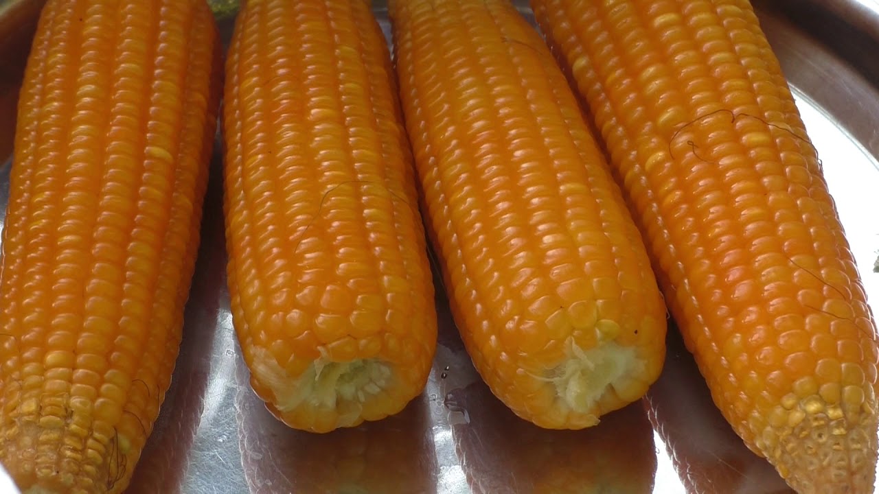Home cooking corn recipes/ Amma Samayal - YouTube