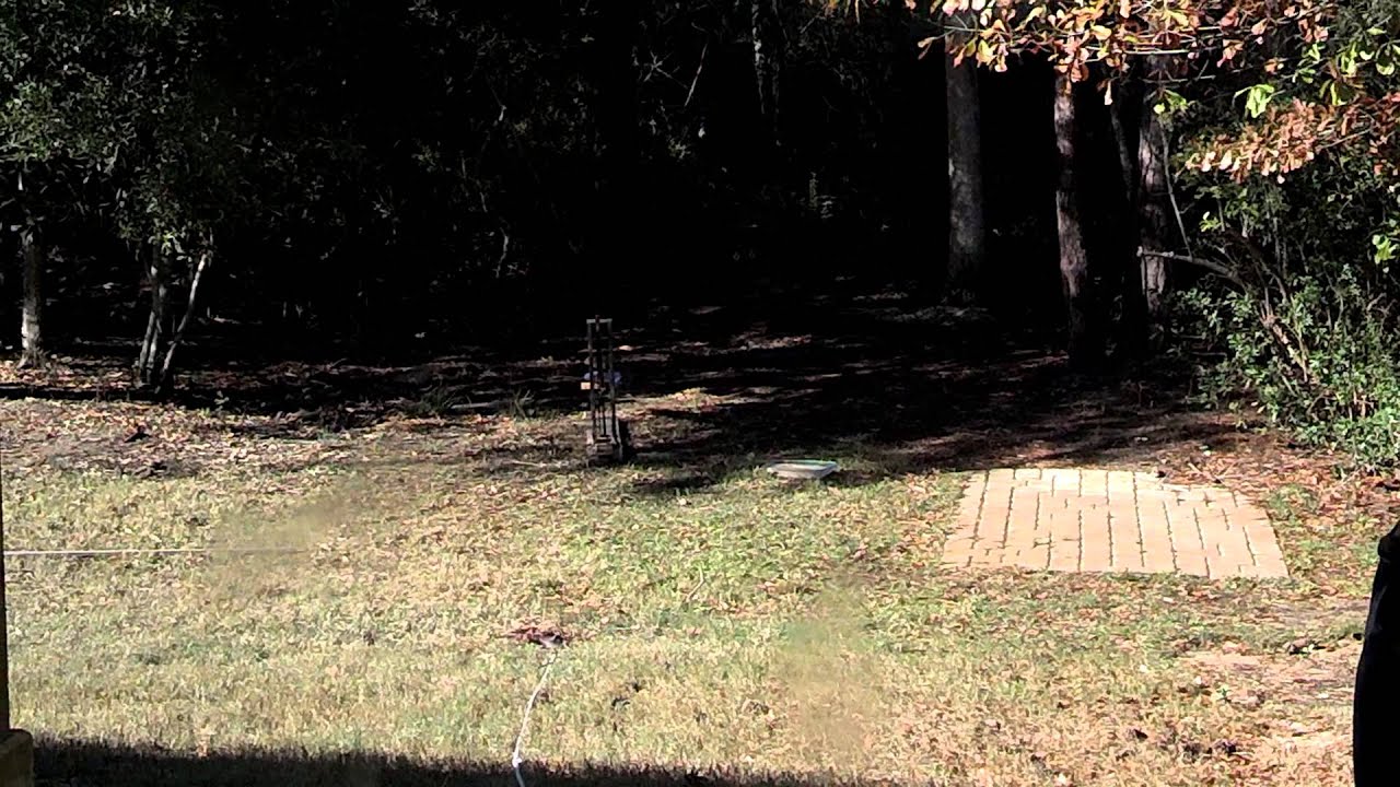 Squirrel launcher - YouTube