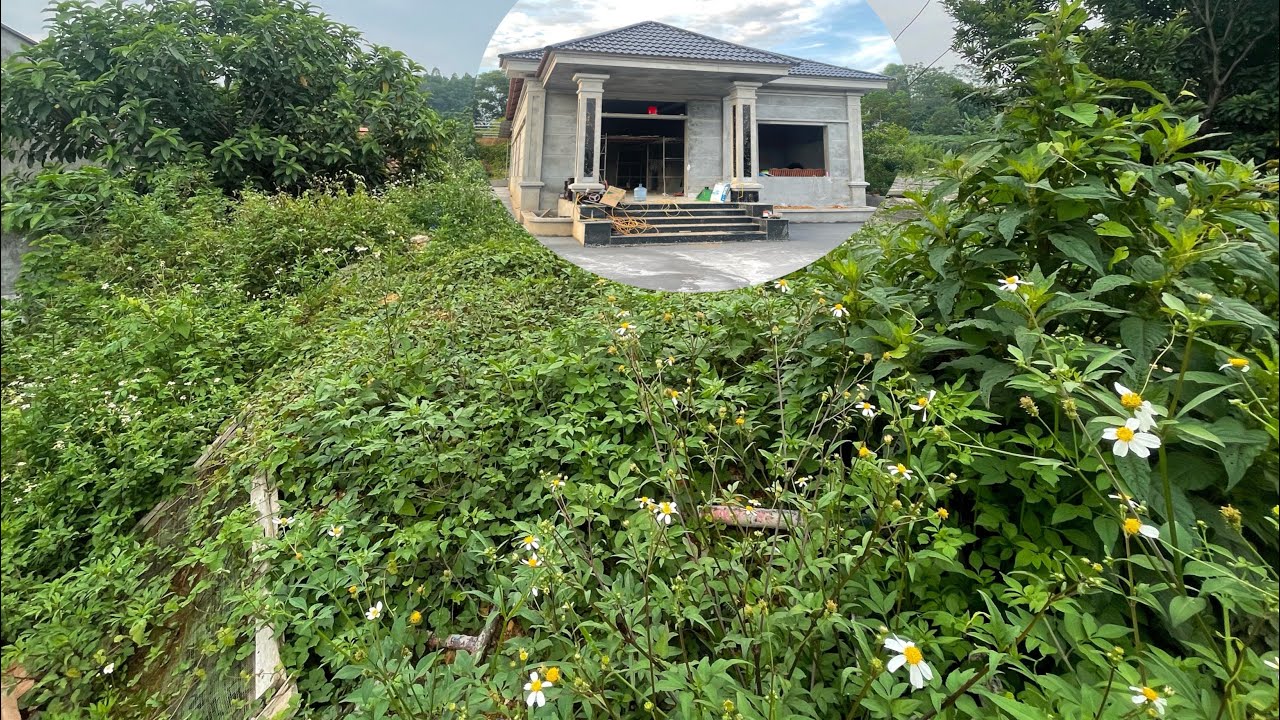 EP3:AMAZING Clear the weedy land and farm to make a yard for the villa ...