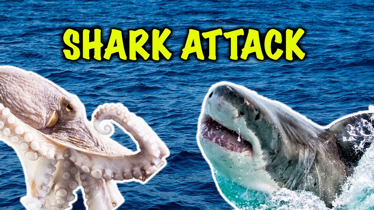 Octopus VS Shark - YouTube