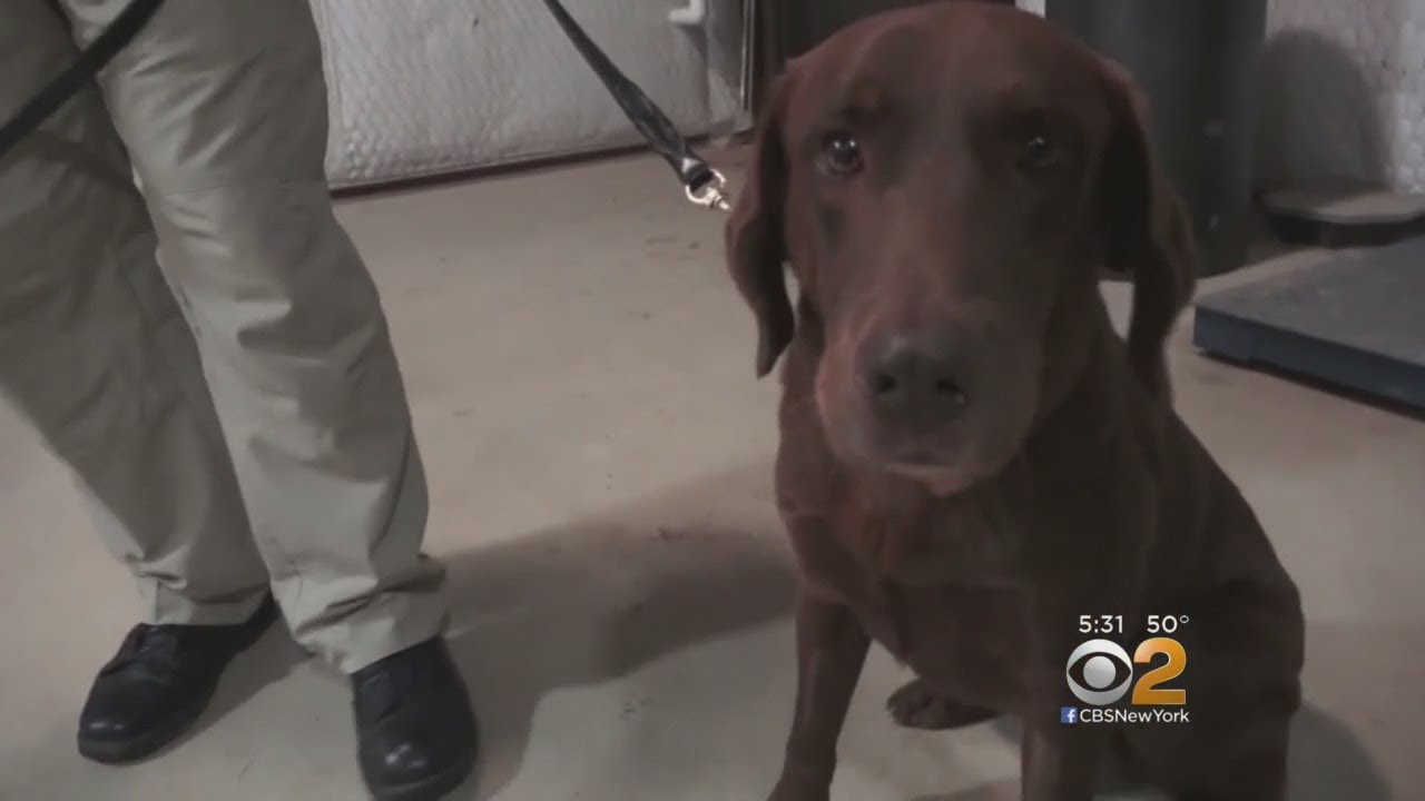 TSA Expanding K-9 Program - YouTube