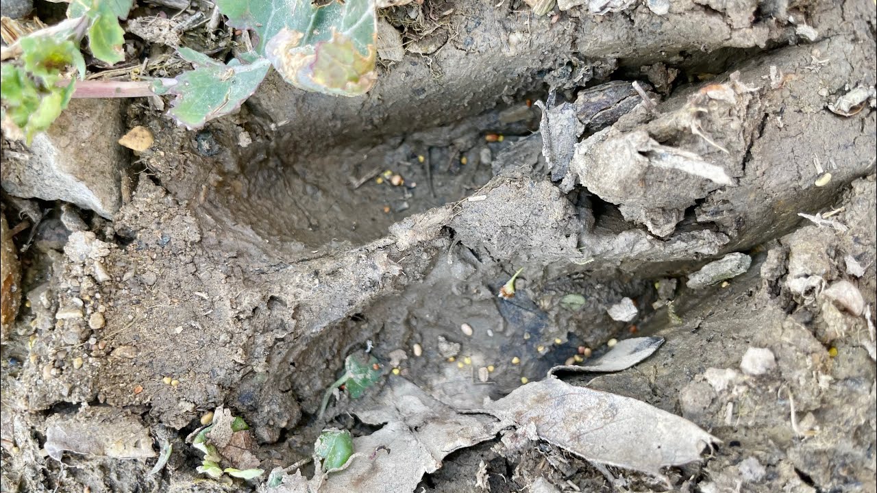 Learn to Frost seed clover 🍀 the easiest way ever - YouTube