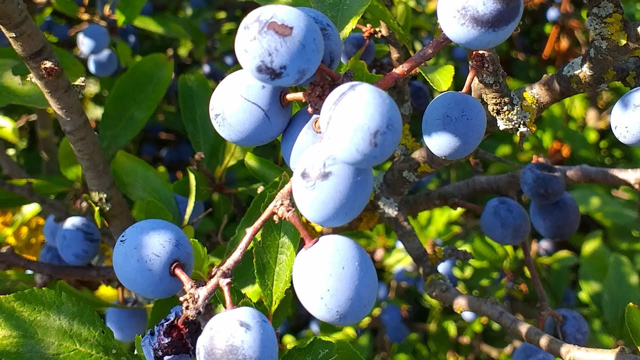 #Porumbele, o altă minune a naturii. - YouTube