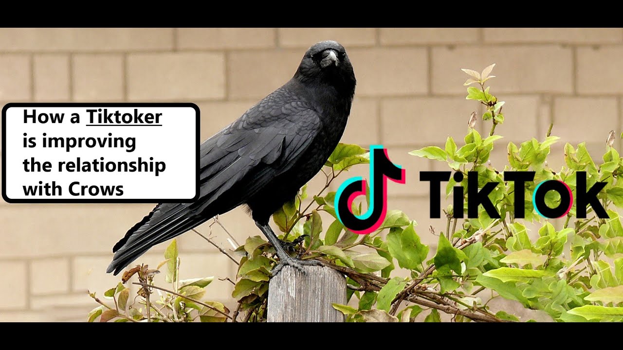 CrowTok - Improving the Human - Crow Bond (Friday Documentary) - YouTube