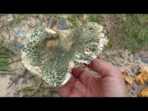 Russula virescens, seta de cura, giberludiña, llora verda, la russula ...