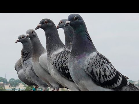 Ready To Race Team 2022| Racing pigeons 2022| Kalapati | Racing piegon ...