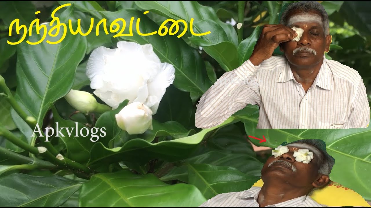 நந்தியாவட்டை | Nandiyavattai flower | special treatment for Eyes ...