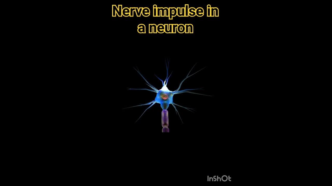 Nerve impulse in a neuron| Nerve Impulse| Action Potential in Neurons, Animation.#nervous # ...